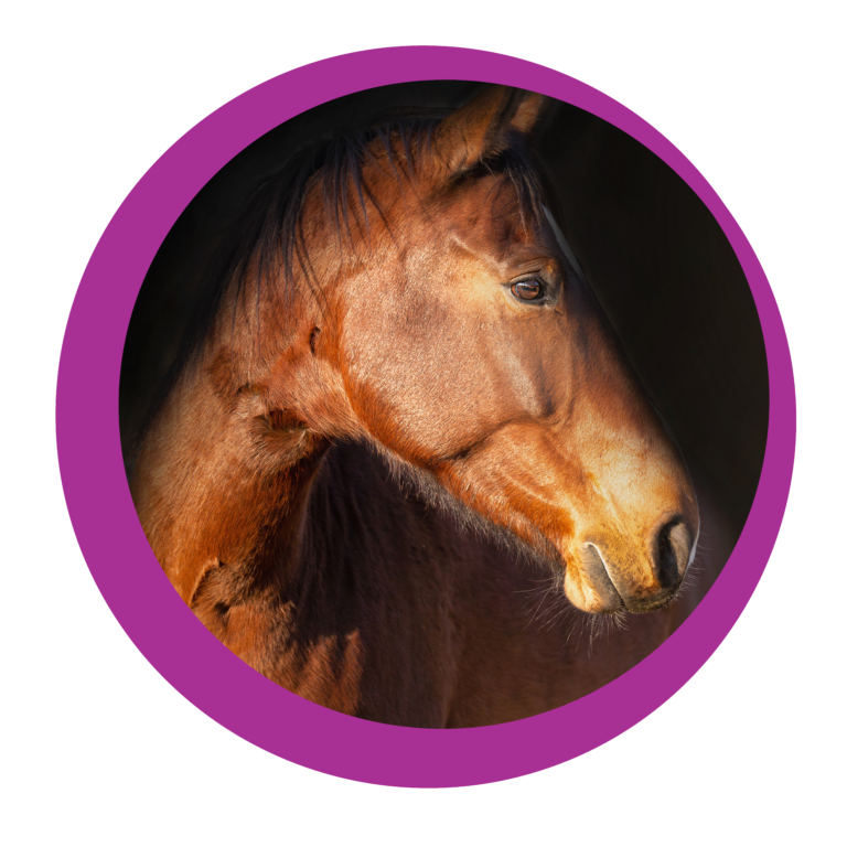 Labmaster LUCIA™ Equine SAA | Labmaster Finland