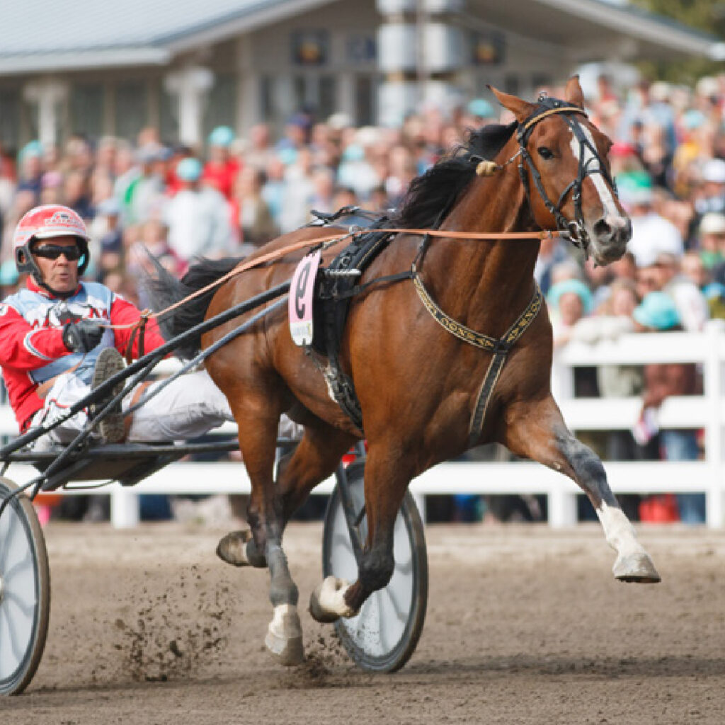 Labmaster LUCIA™ Vet Equine diagnostics | Labmaster Finland